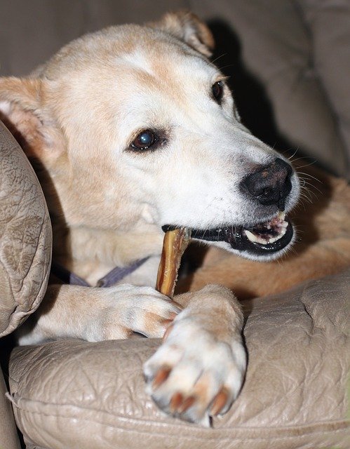 YOUR DOG HAS A BONE TO PICK - Murphdog Magazine