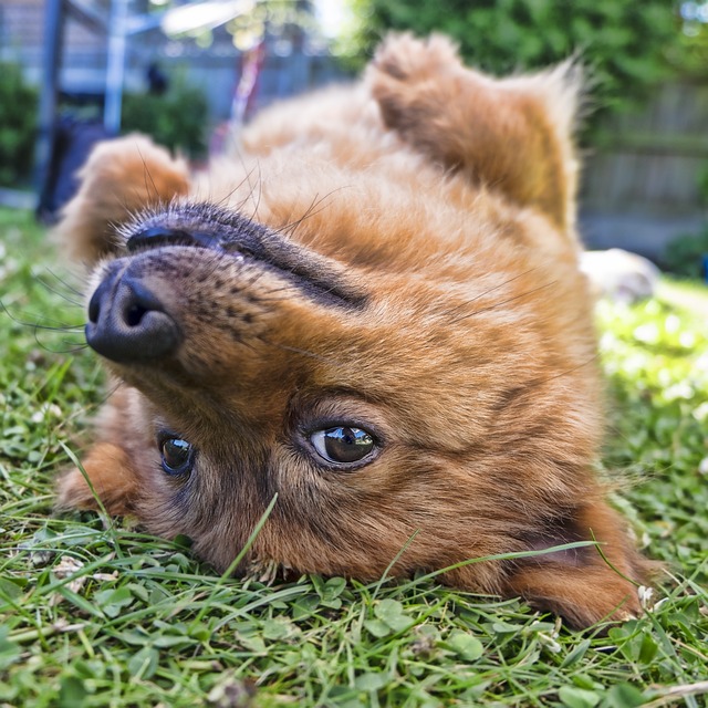 DISPLACEMENT BEHAVIOR IS SELF-DEFEATING BEHAVIOR - Murphdog Magazine